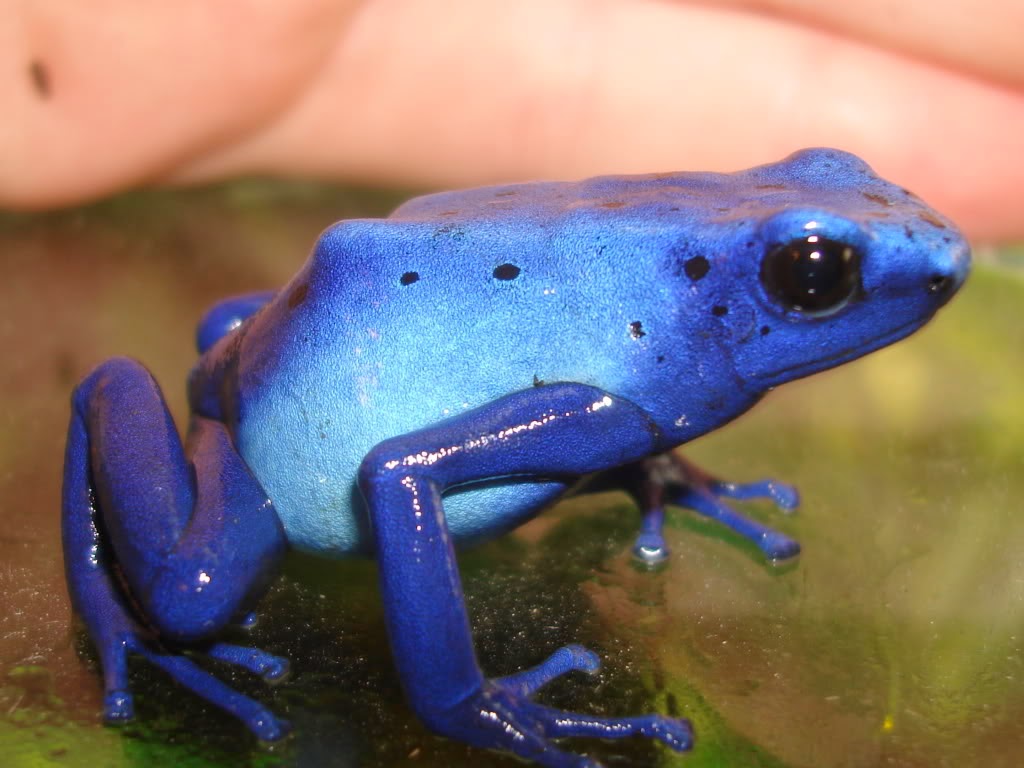 Dendroland: Dendrobates Tinctorius, sus morphos y variedades de color.