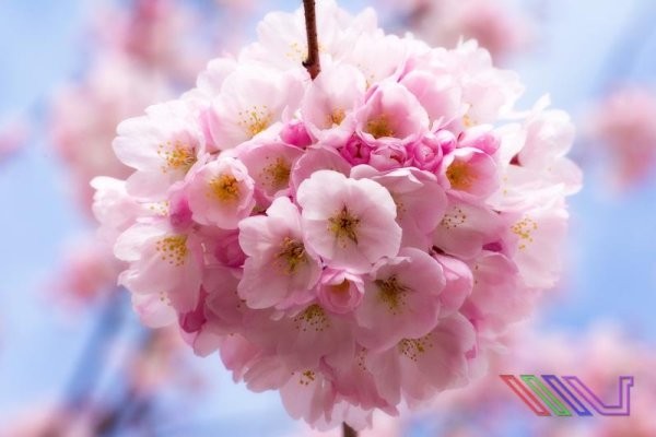 Romansa Tatsukawa: keindahan bunga sakura