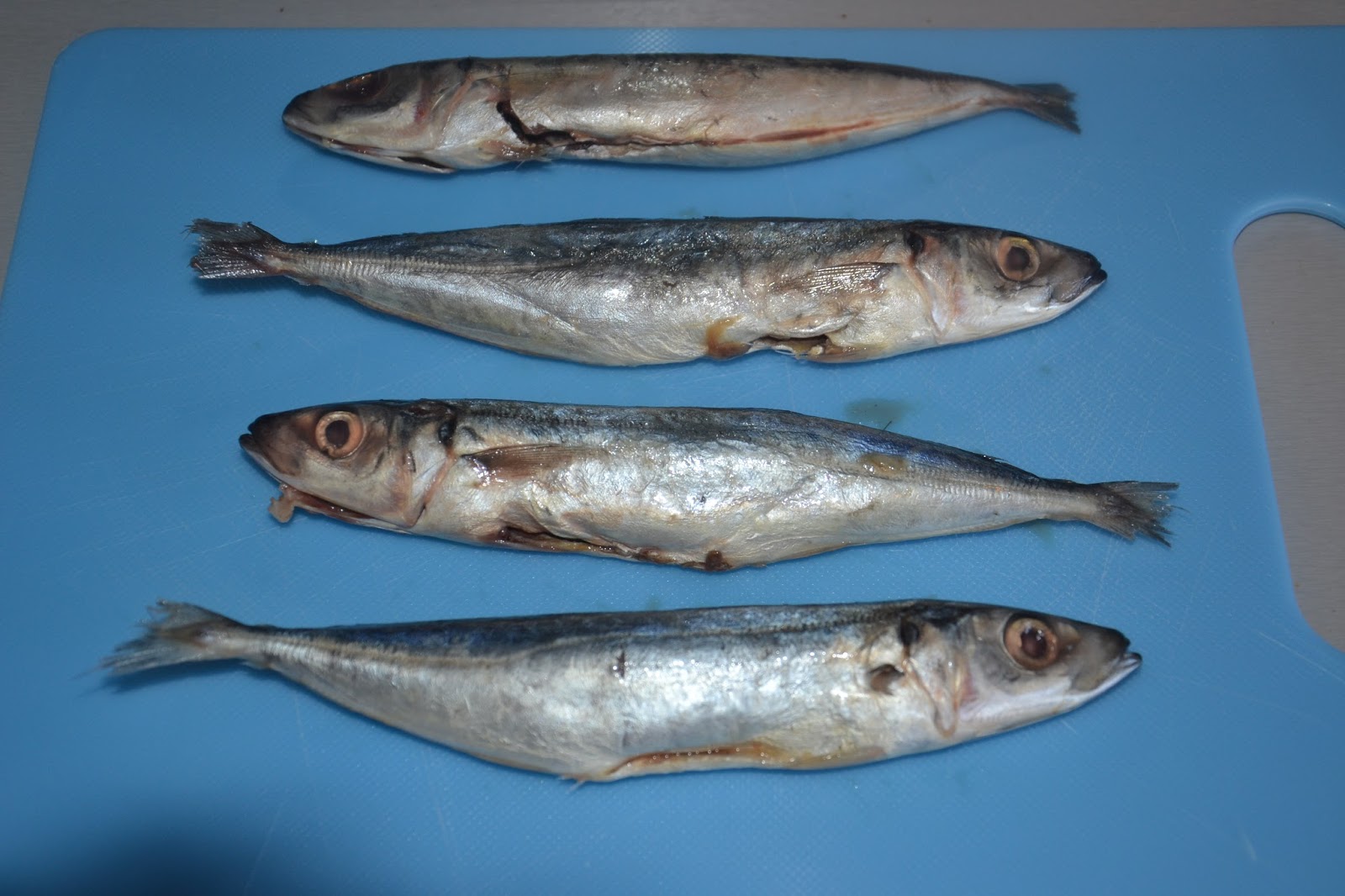 Oppdag Fisk!: Japansk Makrell/Japanese Scad/Decapterus Maruadsi ...