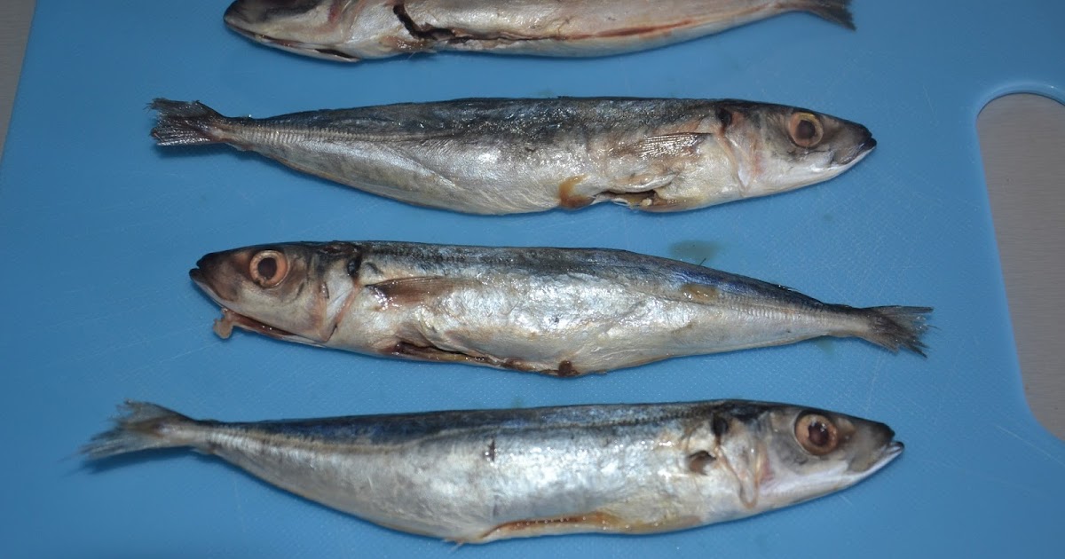 Oppdag Fisk!: Japansk Makrell/Japanese Scad/Decapterus Maruadsi ...