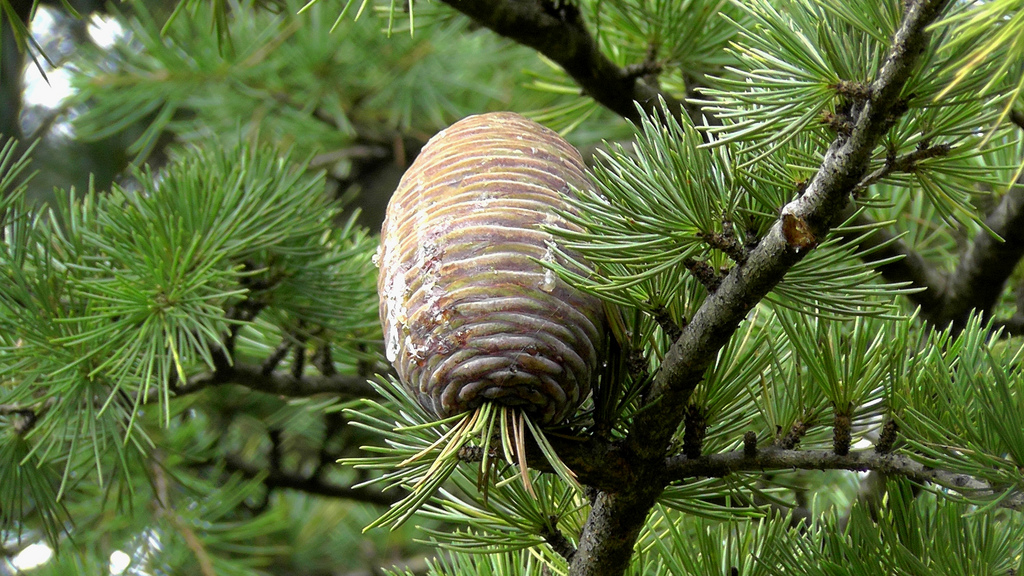 Trees Planet: Cedrus deodara – Deodar Cedar