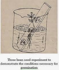 bioeducation: Experiments on Seed Germination