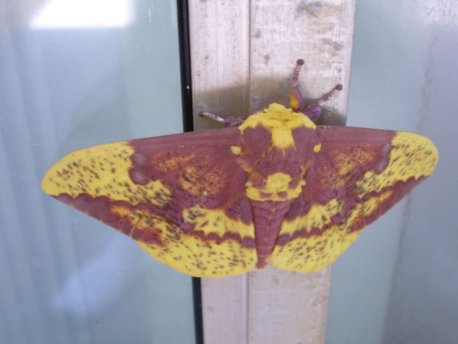 More Grumbine Science: Giant Mutant Imperial Moths