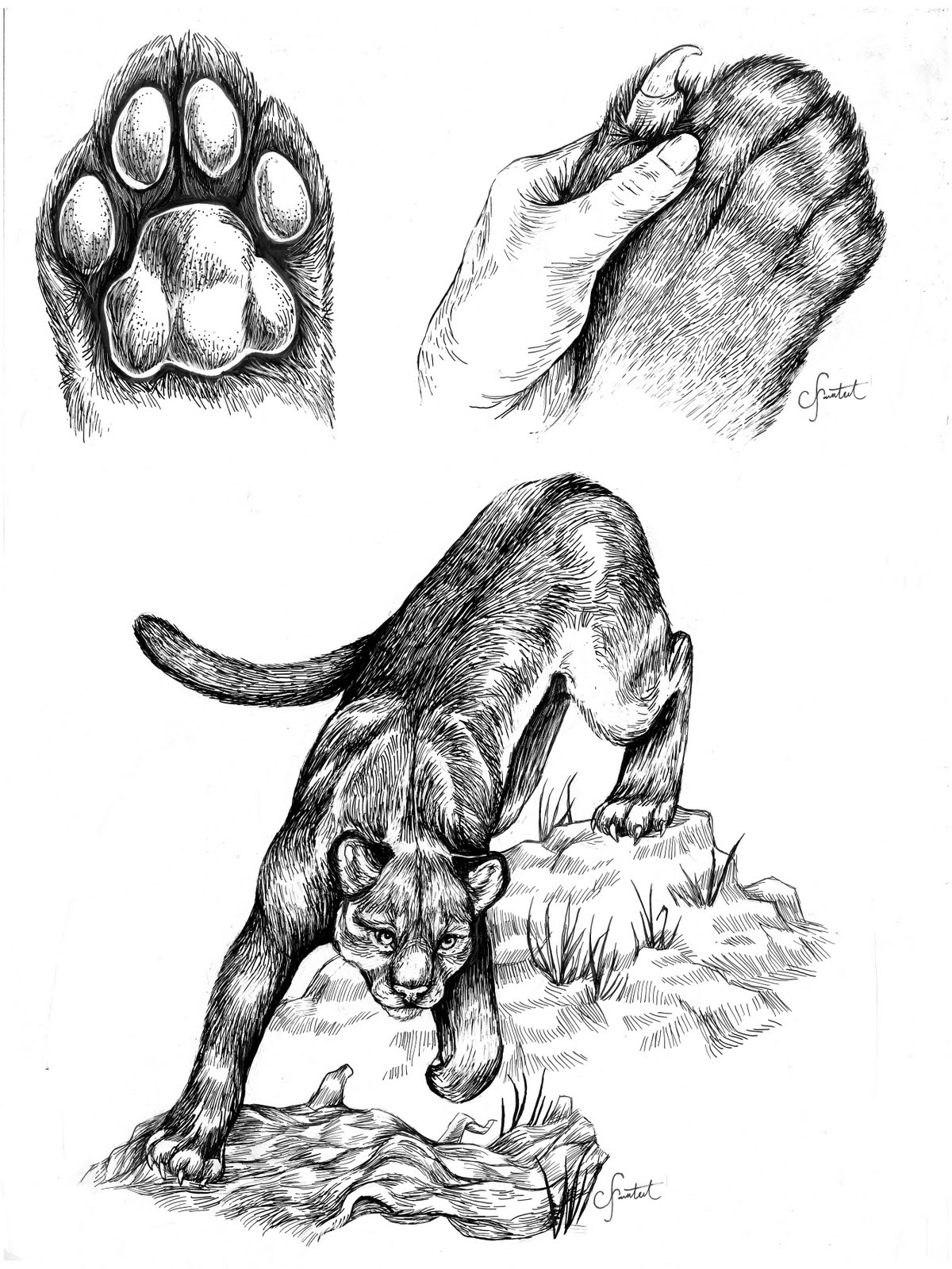 1000+ images about Puma on Pinterest | Mountain lion, Pumas and Animal ...