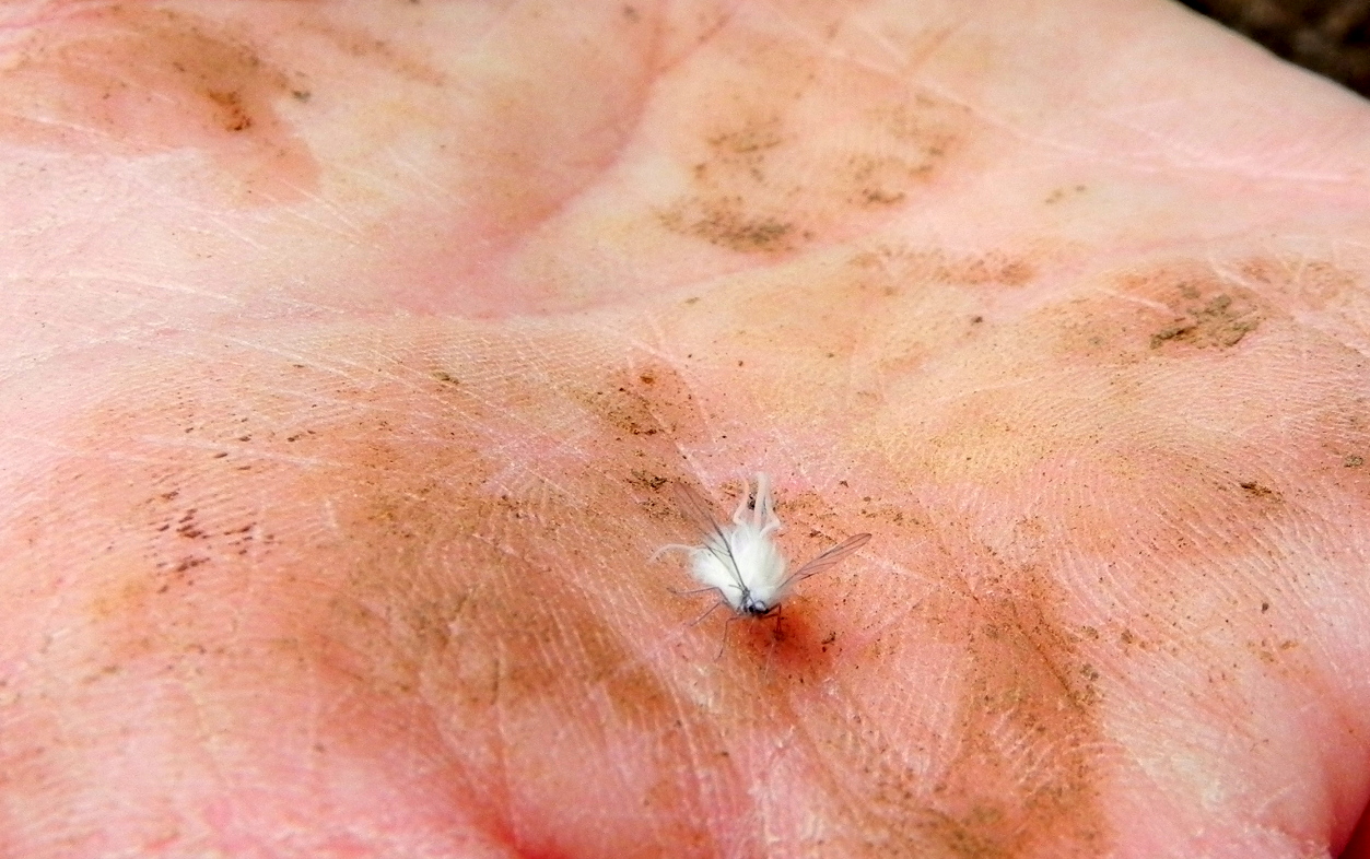 Gone Walkabout 2: Wisp In The Wind aka Woolly Aphid