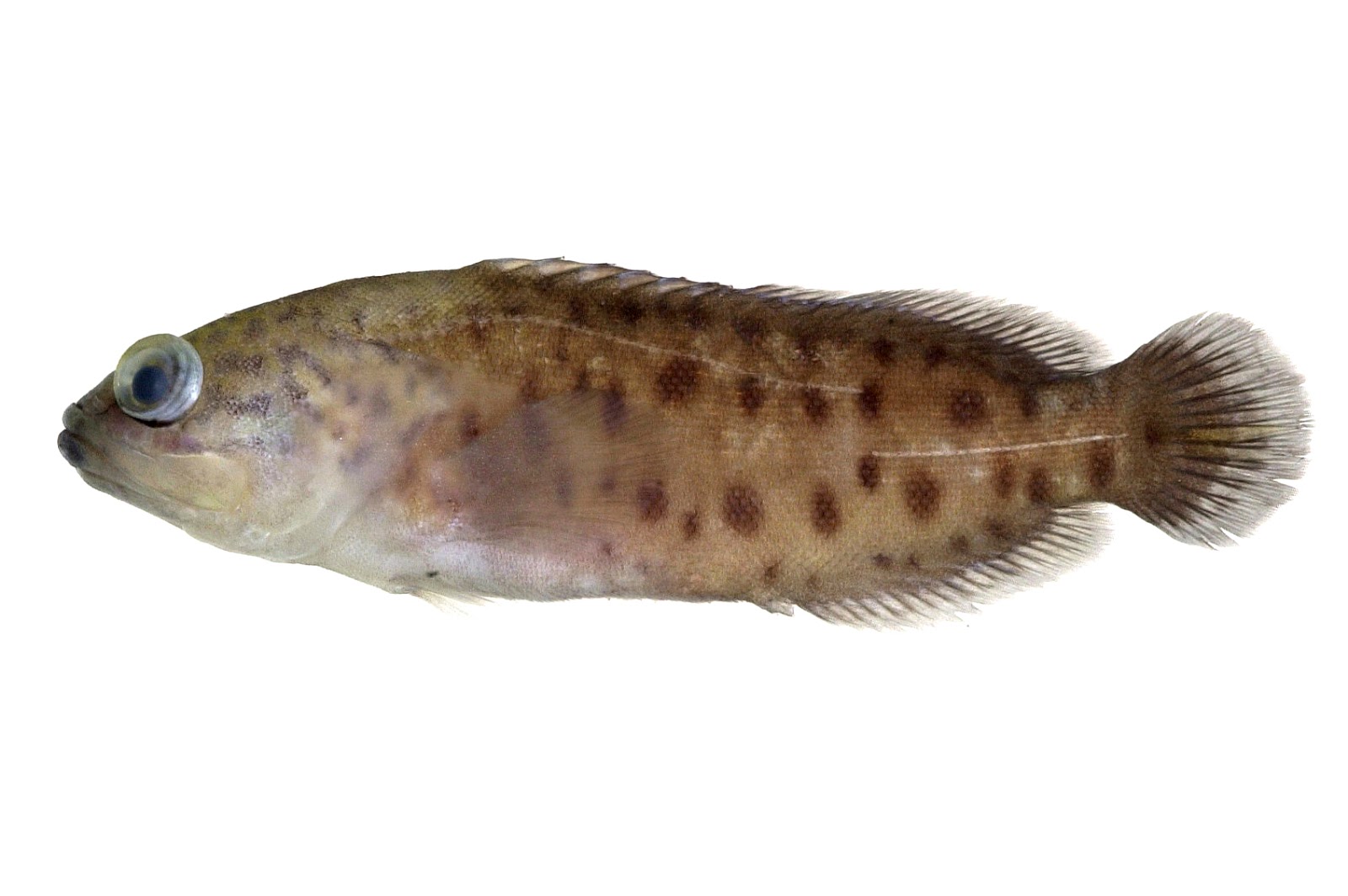 Artes de Pesca: ACTINOPTERYGII