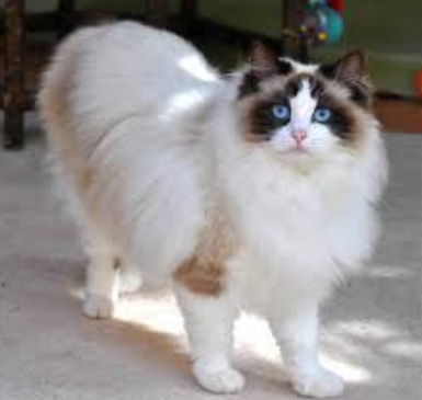 Ragdoll Cat; Physical Characteristics and Properties Ragdoll Cat - Cat News