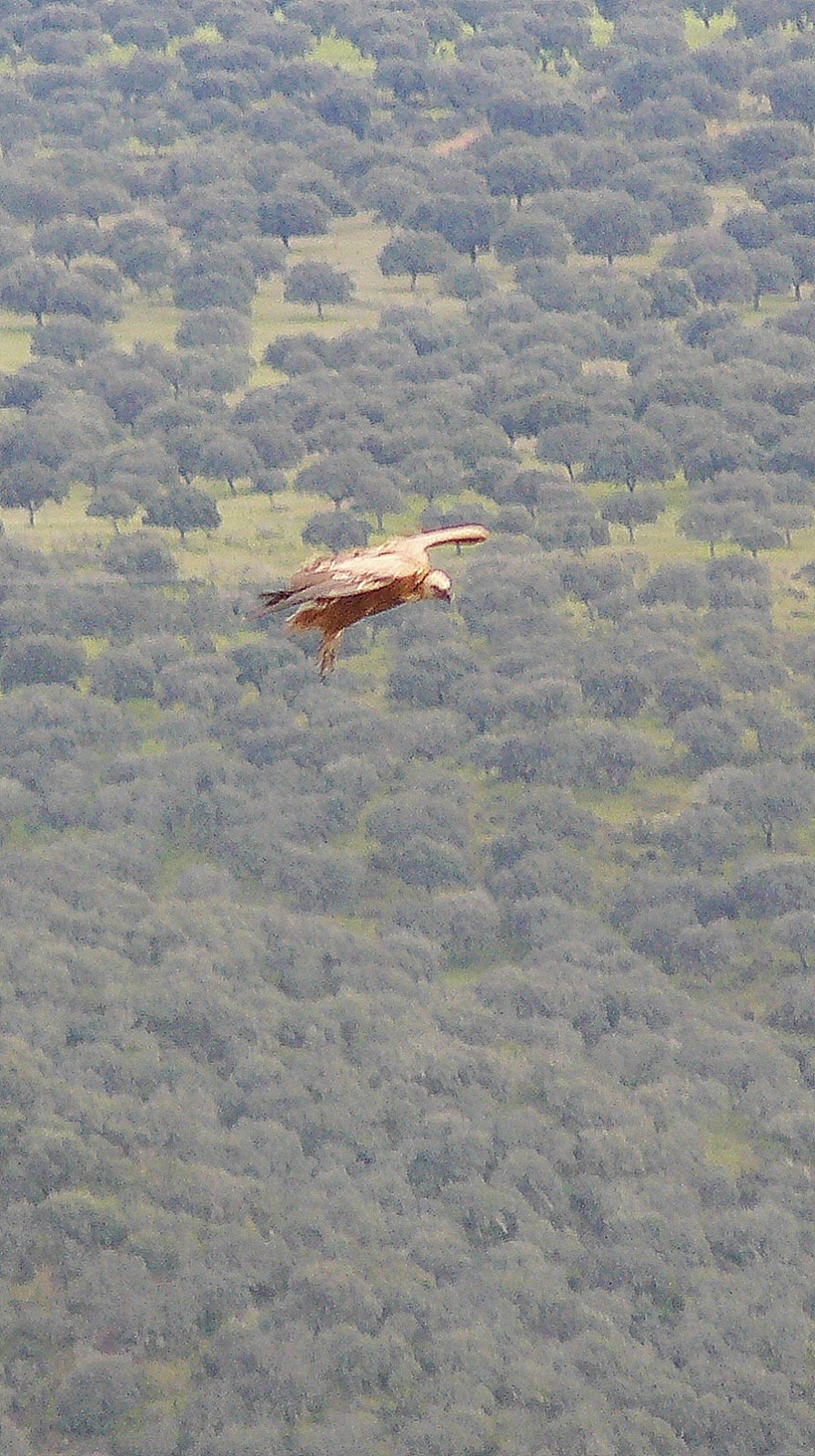 Bird...gi (cuaderno de campo): marzo 2014