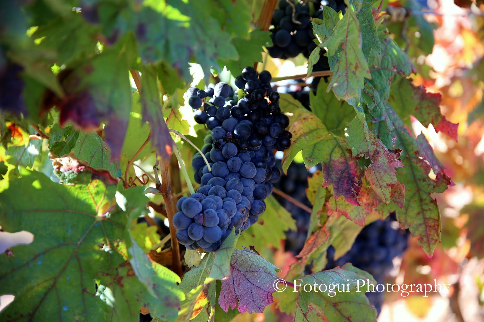 Navarra Uncorked: Three Wines, Three Styles