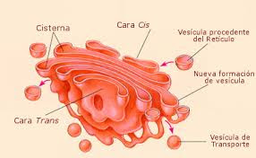 Biología celular: La célula
