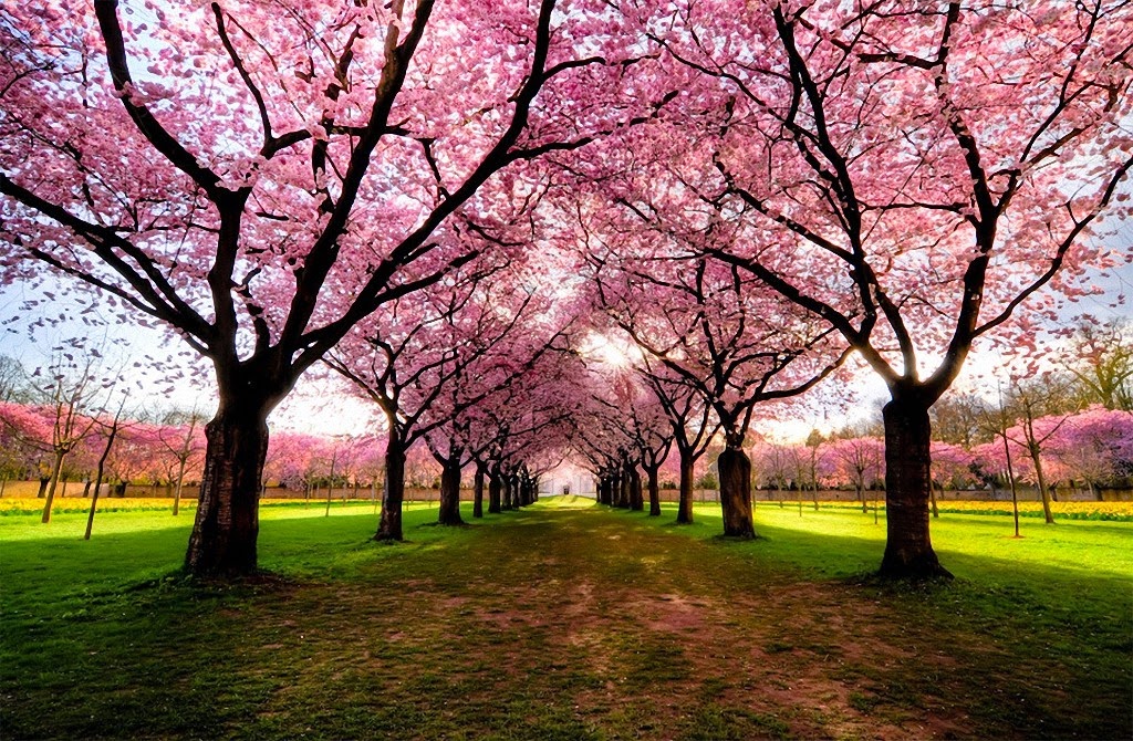 Arboles hermosos - Las Mejores Fotografías del Mundo