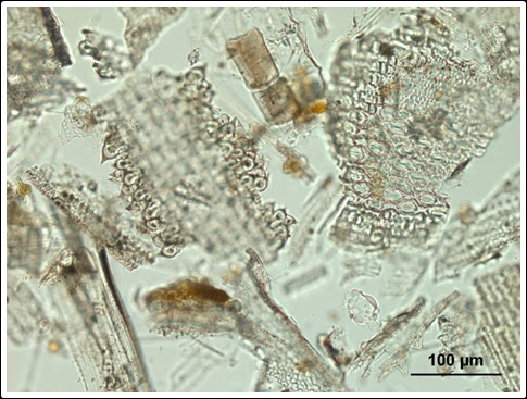 Phytoliths