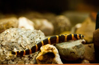 mengenal ikan kuhli loach - ikan atau belut? ~ Aquascape Batang