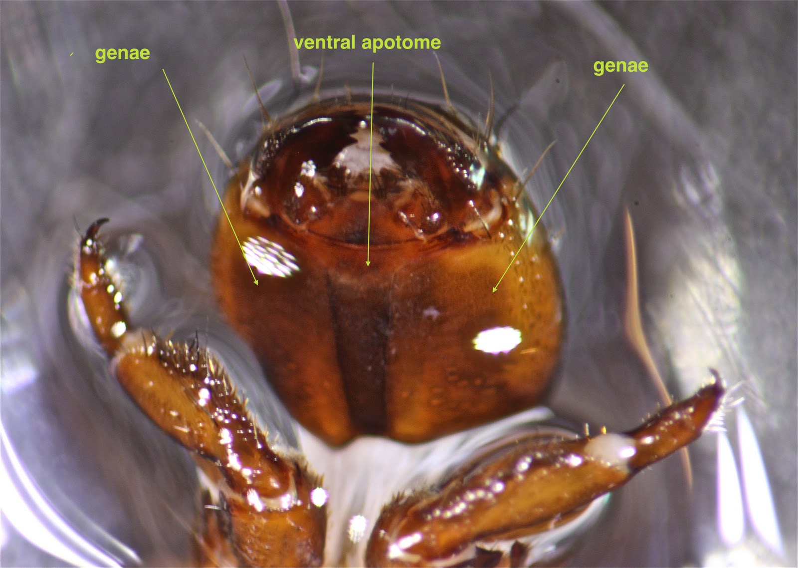 Aquatic Insects of Central Virginia: Finding New Genera in the Shadow ...