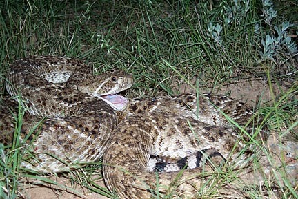 Sedona Blog: Sedona's Snakes