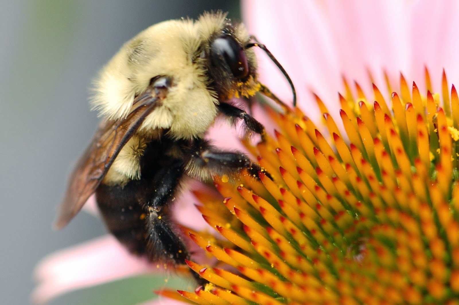 Remembering Summer Bees » Focusing on Wildlife