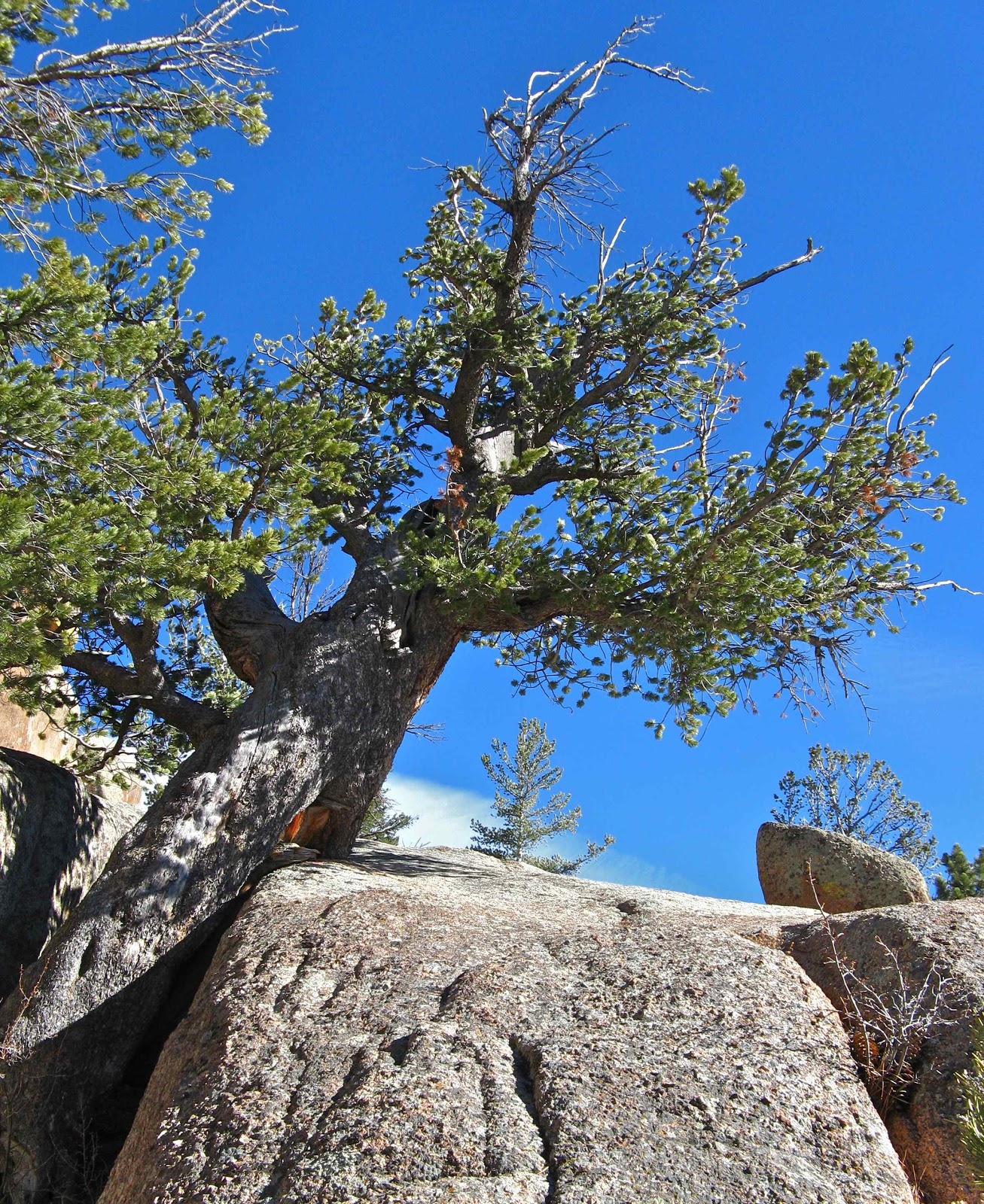 In the Company of Plants and Rocks: Mighty Limber Pine