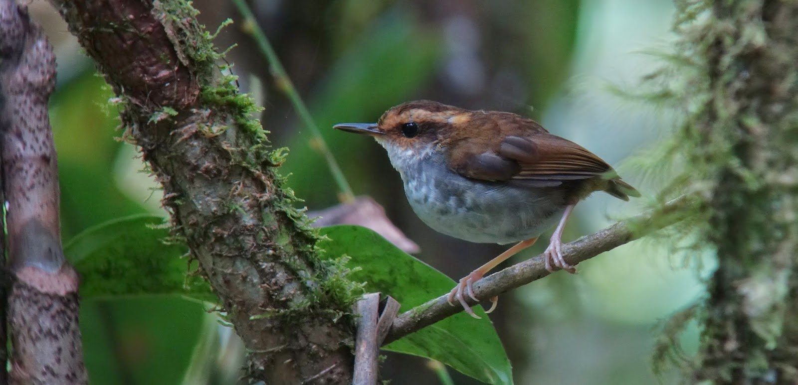 Denis Degullacion | Birding | Digiscoping | Photography |: Bornean Stubtail