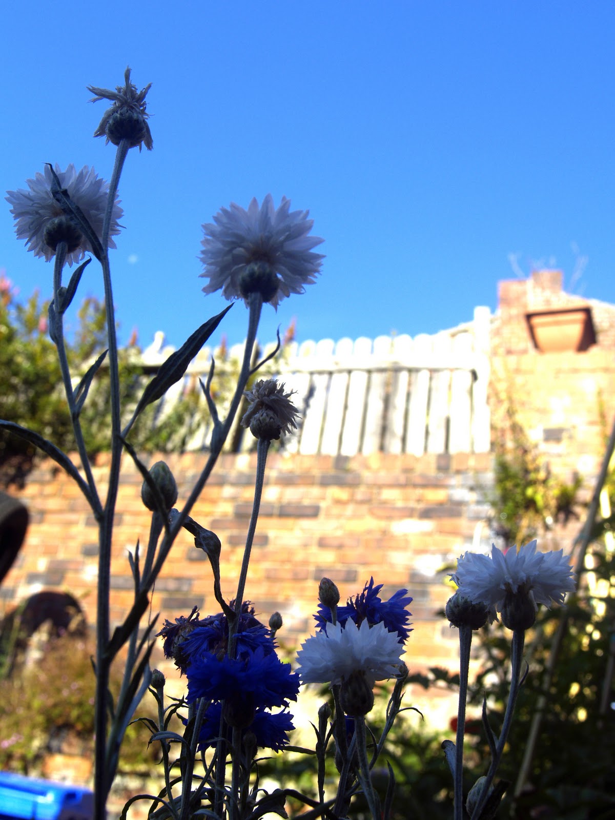 memori di bumi Eropah: aktiviti musim bunga...2011...di UK