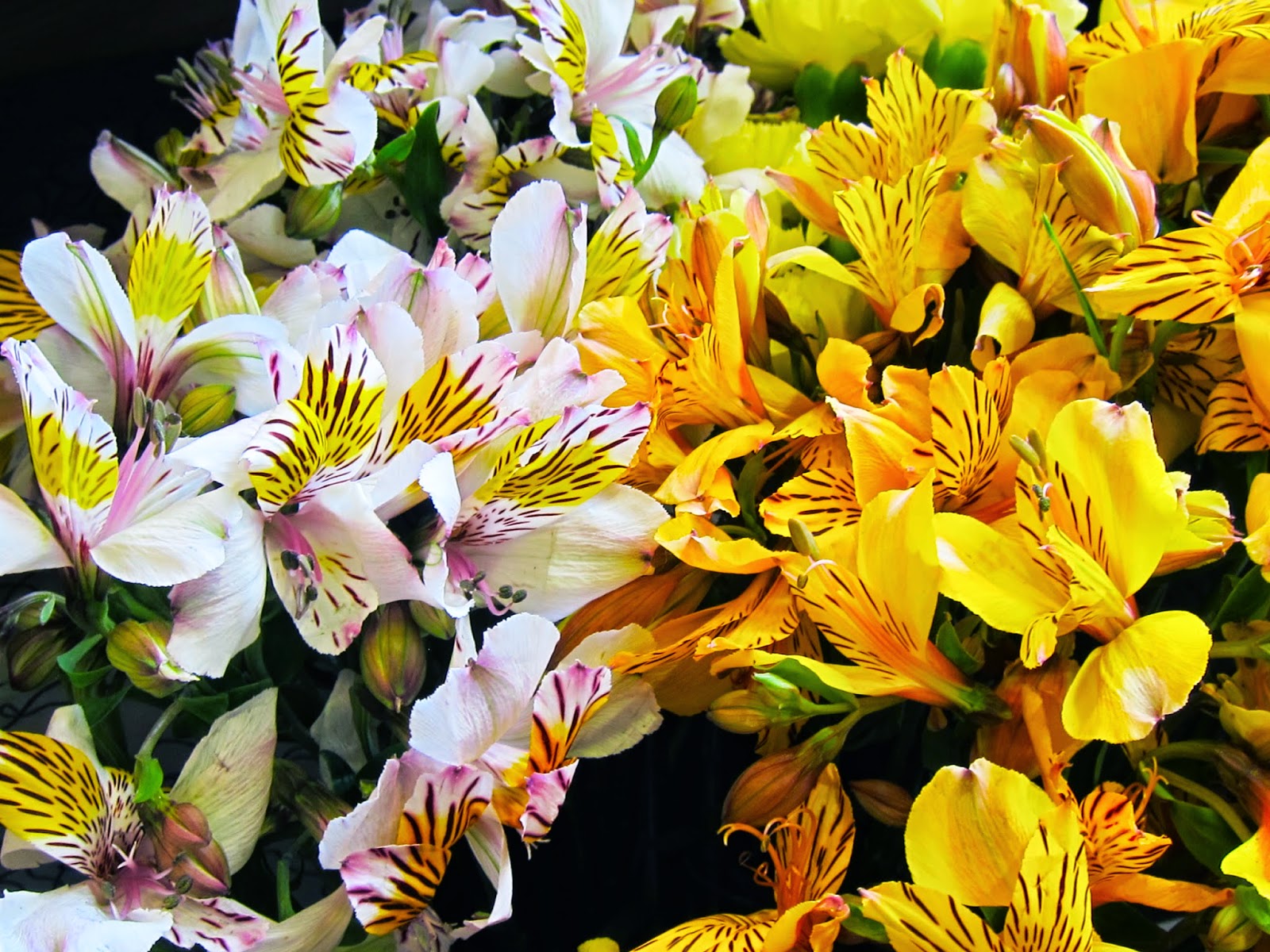 Liz Earle Orange Flower & Chamomile Cleanse & Polish Launch - that's so ...