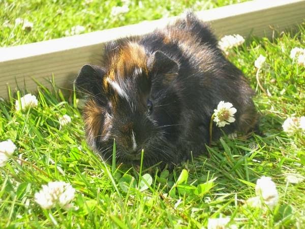 Mirjas Marsvin: Roan/dalmatin