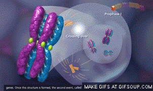 BIOLOGÍA en "tono menor"...: sexo... génesis y... "posibles destinos"