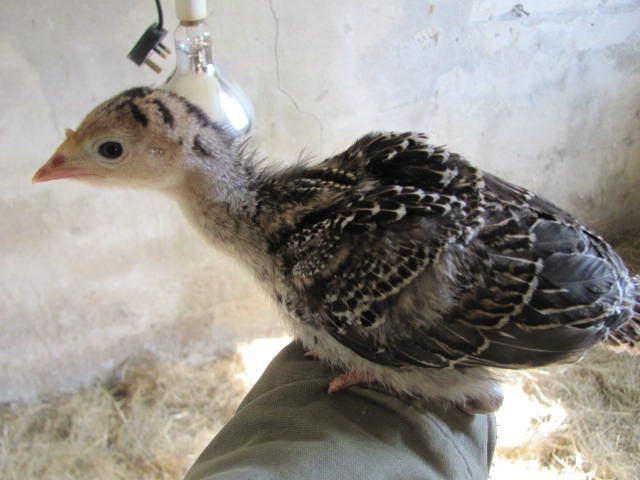 Planting dreams Growing blessings: 2 weeks old