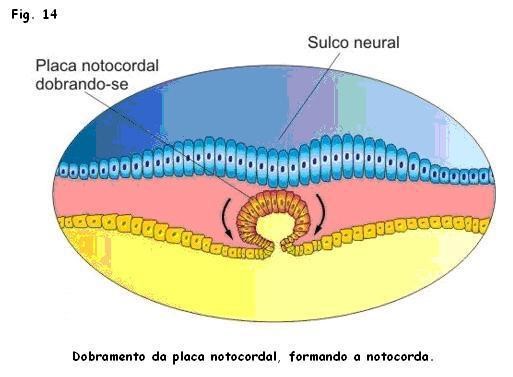 A Vida De Zuleide: outubro 2016