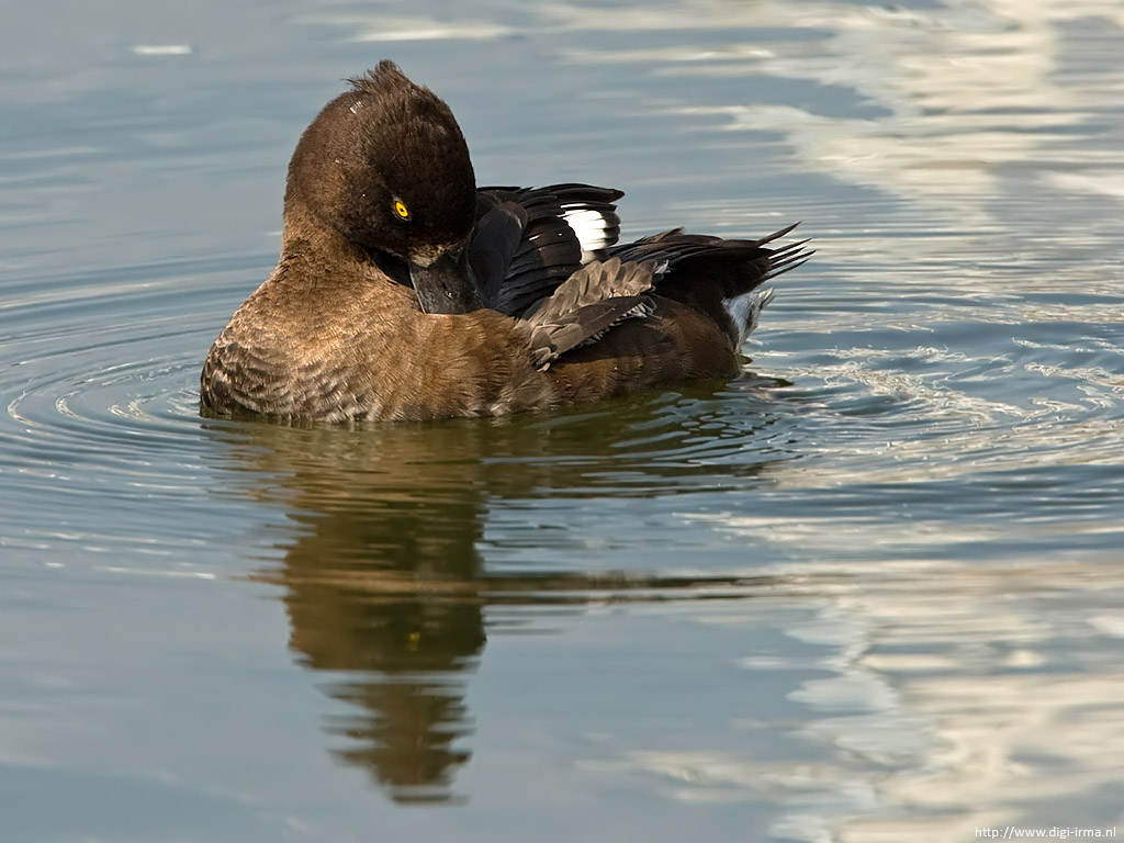 Irma's Natuurbeleving: Kuifeend / Aythya fuligula