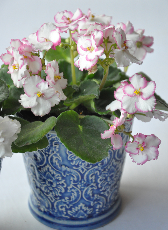 Three Dogs in a Garden: African Violets