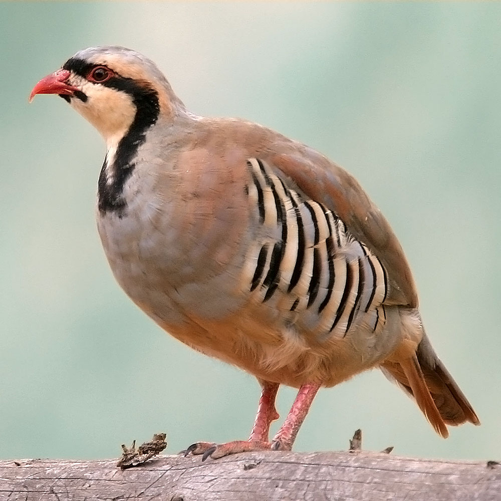 Keklik nedir ne demektir? Keklik Kuşu - Laf Sözlük