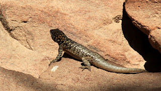 Reserva Cultural Natural "Cerro Colorado": Fauna de Cerro Colorado