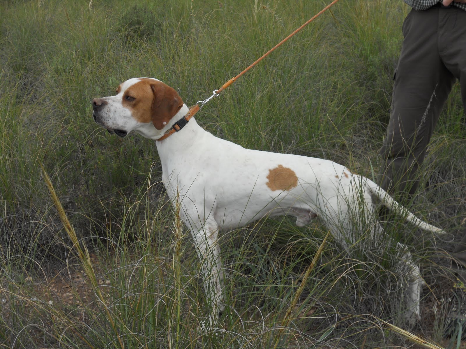 Pointers de Gran Busca Afijo nº 010229: mayo 2011