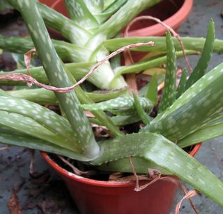 Gladys Gladrags gets Thrifty (Frugal): How to divide up (split) Aloe ...