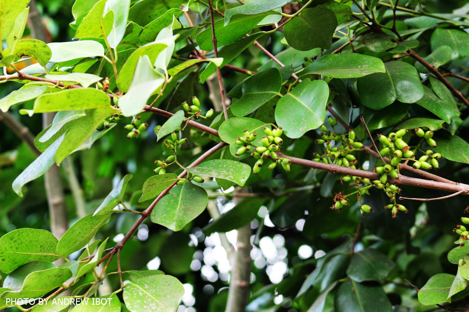 Ako si ANDREW IBOT!: Duhat (Java Plum) (Syszygium jambolanum)