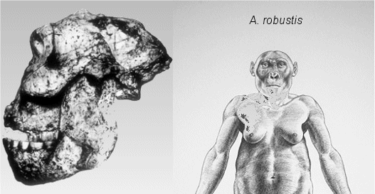 The Ambling Australopithecine
