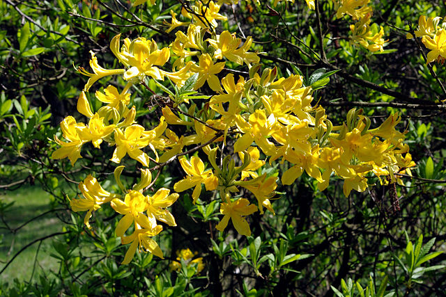 Himalayan Flower Nursery: Yellow Azalea or Honeysuckle Azalea ...