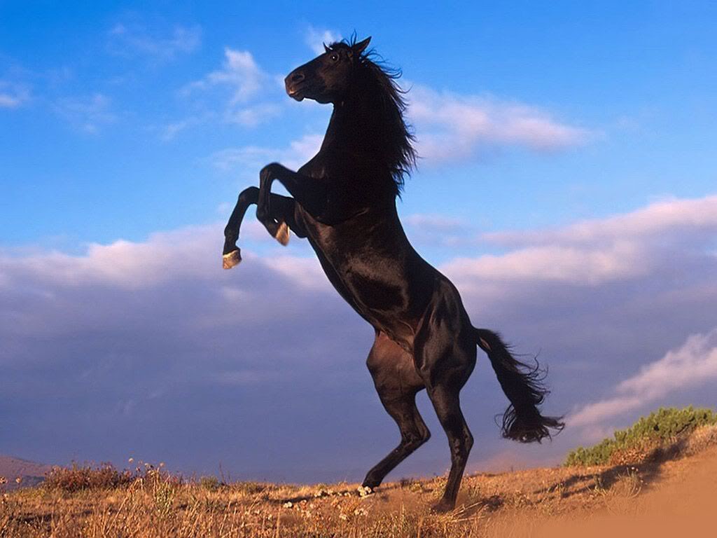 Pictures Blog: Black Arabian Stallion Rearing
