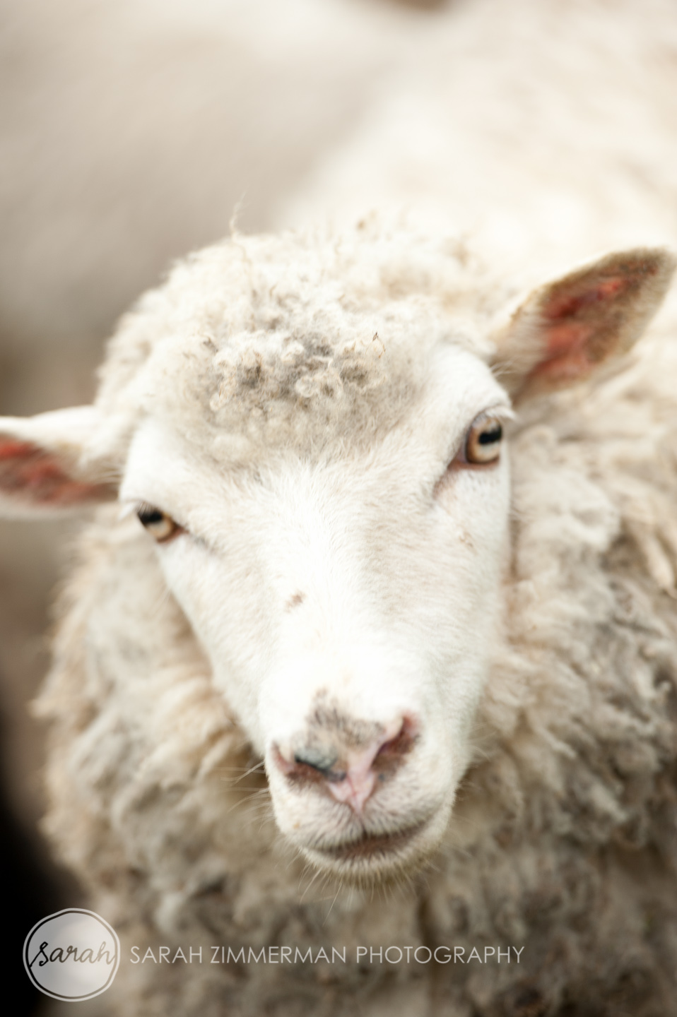 Sarah Zimmerman Photography: Baaaaaa said the sheep