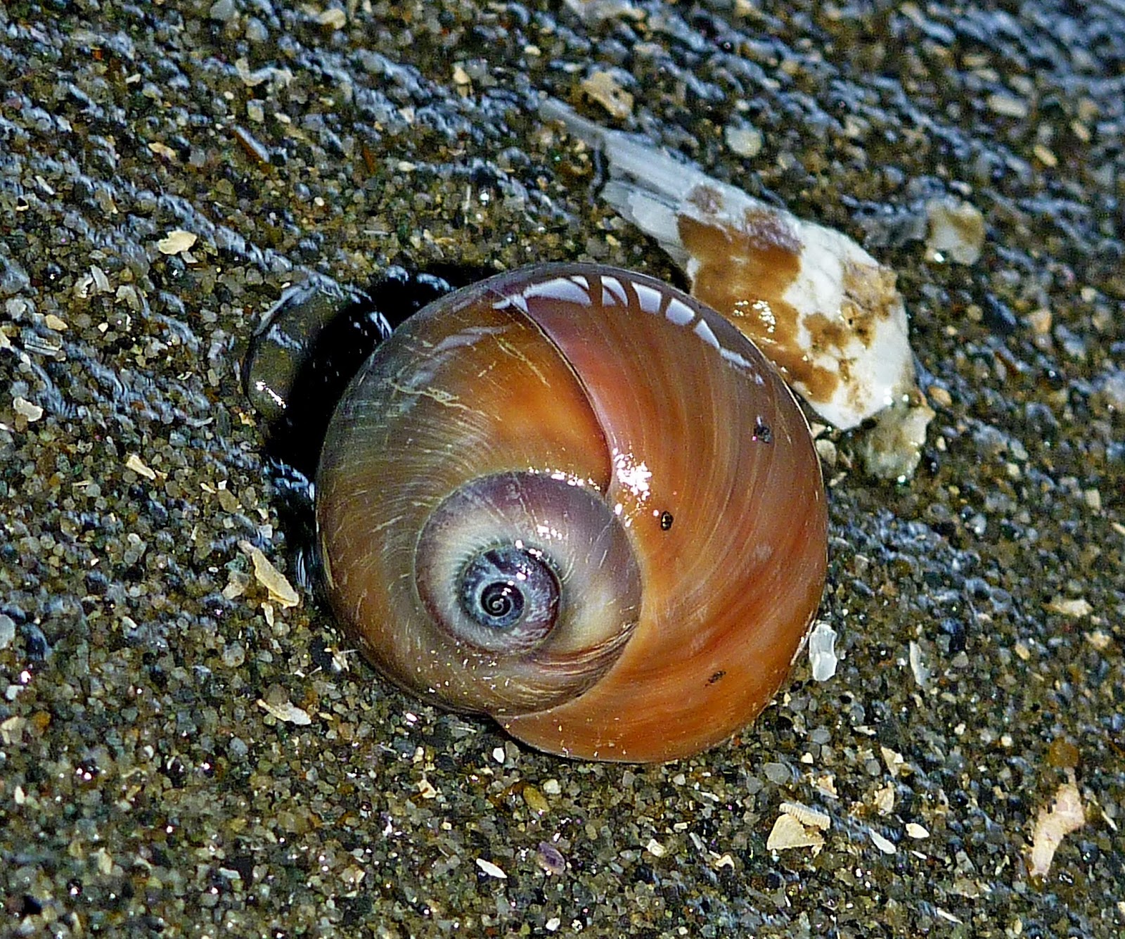 Buzz's Marine Life of Puget Sound