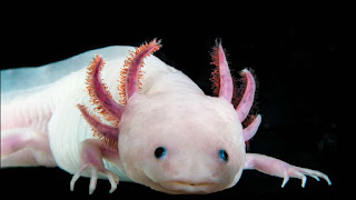 GW Human Evolutionary Genetics : Axolotl genome sequenced!
