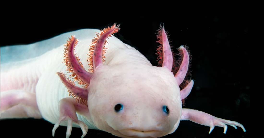 GW Human Evolutionary Genetics : Axolotl genome sequenced!