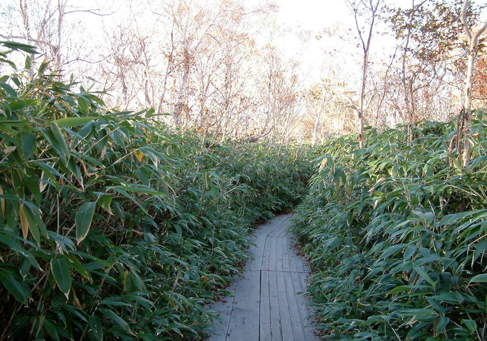 SHOTs rambling Japan: Shinsen-numa Marsh in Niseko (Hokkaido)