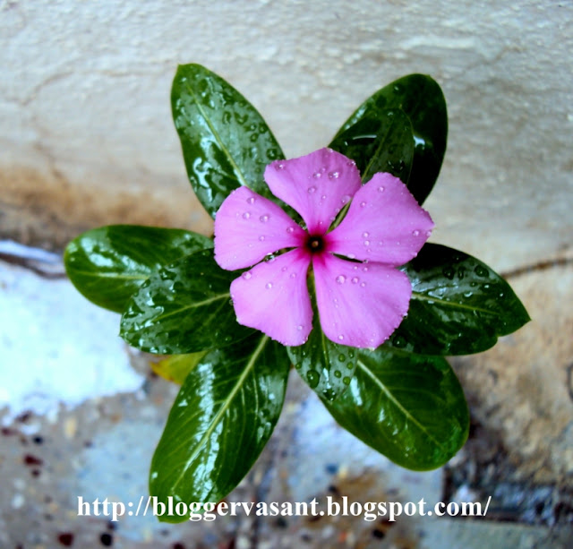 Viewfinder: Vinca Flower / Sadafuli