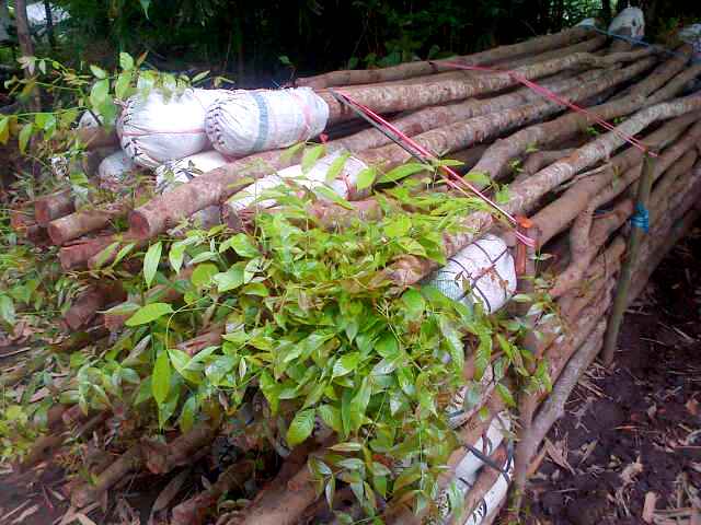 Jual Bibit Mahoni