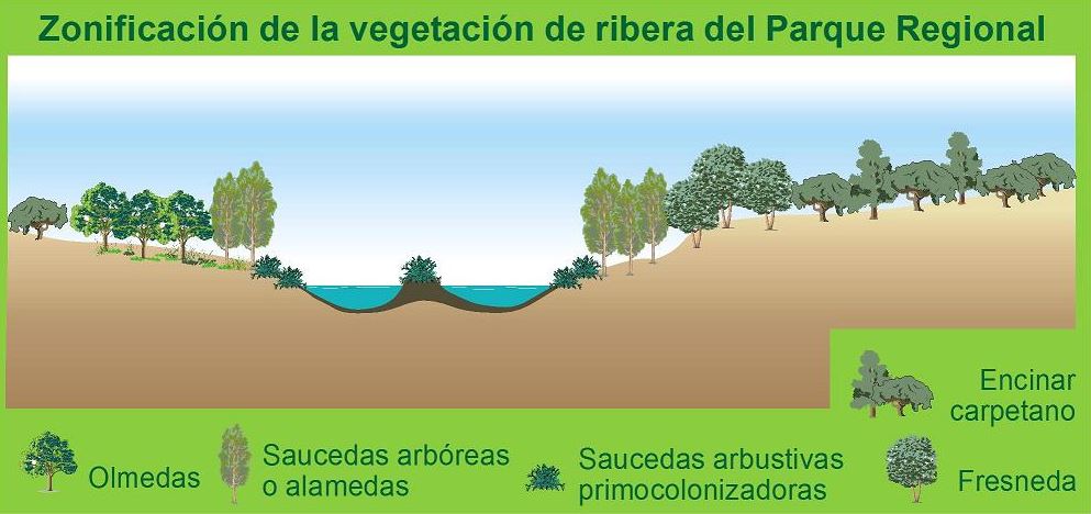 GEOGRAFÍA E HISTORIA DOCUMENTOS DE APOYO : VEGETACIÓN DE RIBERA