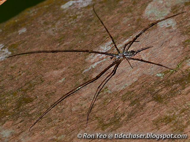 tHE tiDE cHAsER: Spiders, Scorpions & Other Arachnids (Phylum ...