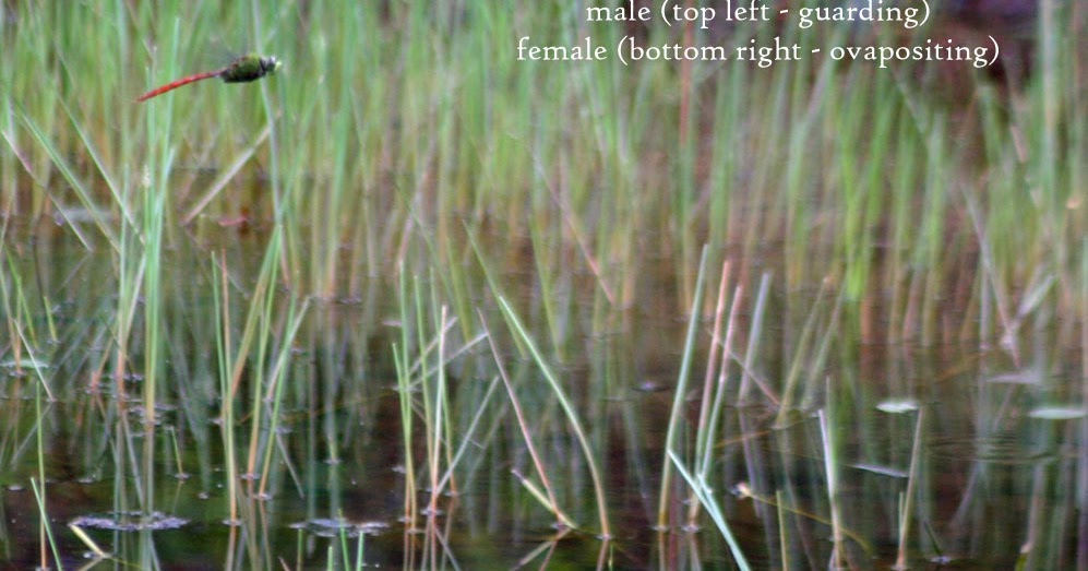 Dragonfly Dazed: Comet Darner (Anax longipes)