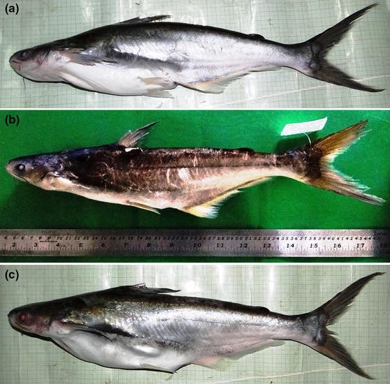 Species New to Science: [Ichthyology • 2017] Cryptic Diversity in the ...