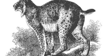Abe's Animals: European extinct species from Pinterest
